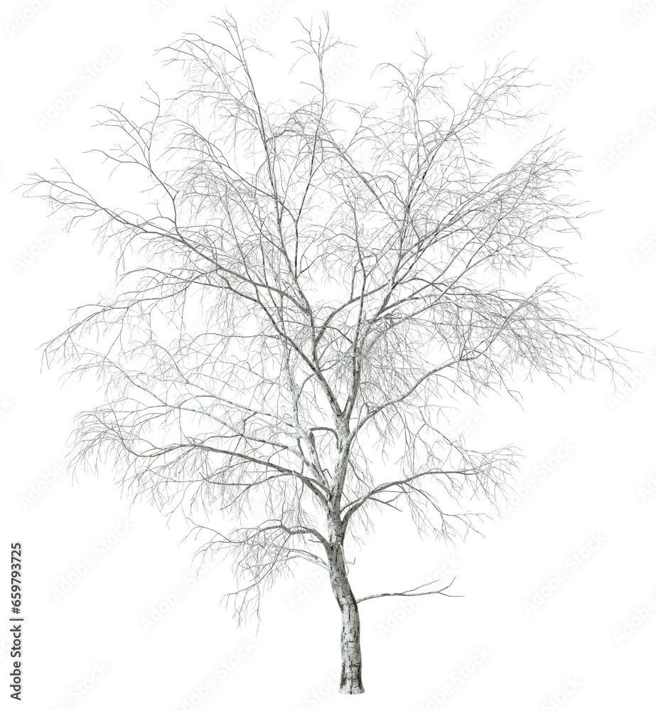 Die white wooden tree isolating transparent backgrounds 3d ...