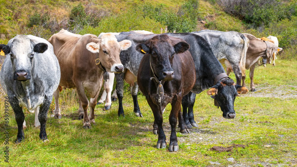 Domestic milking cows are grazing around the village of Morasco, little ...
