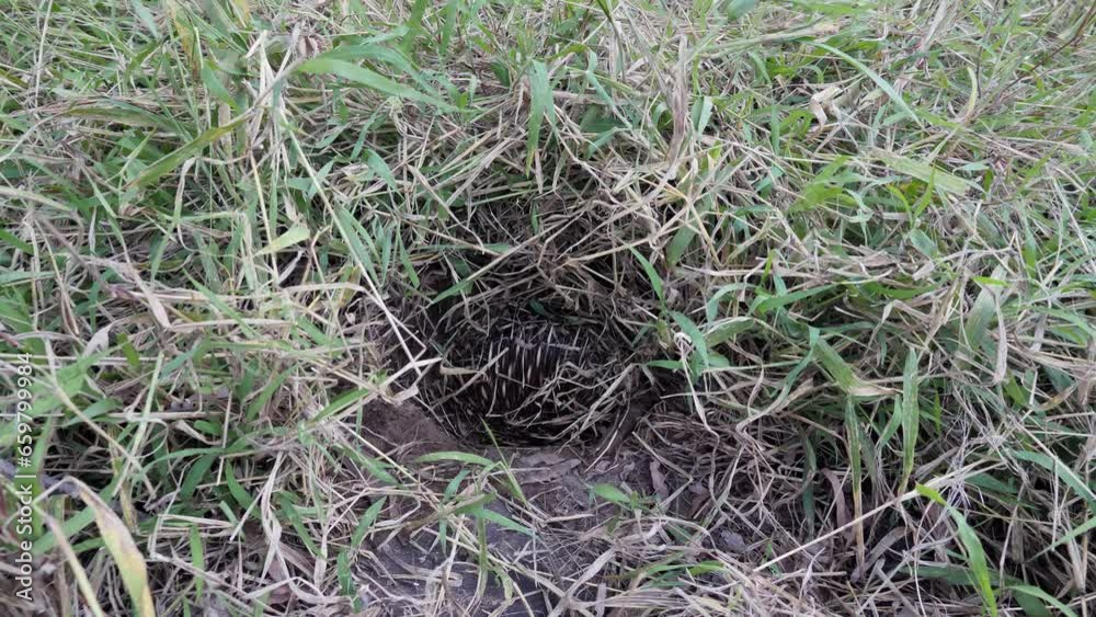Vidéo Stock Australian native Echidna digging a burrow covered in ants ...