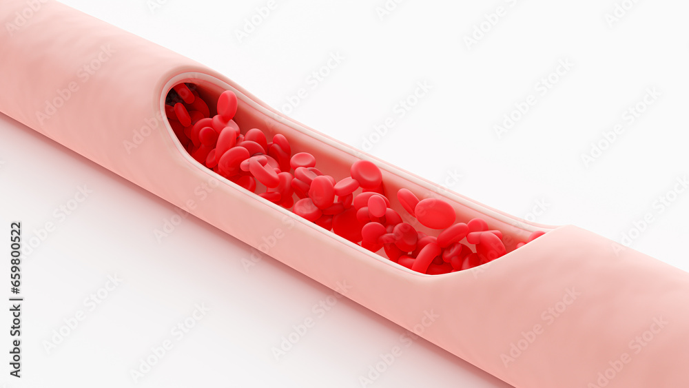 Red blood cells flow inside an blood vessel, cross section artery view ...