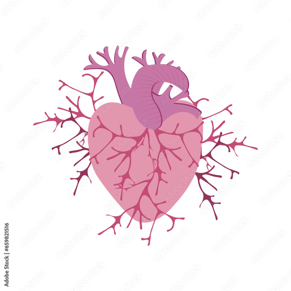 Realistic human Anatomy Heart isolated transparent background ...