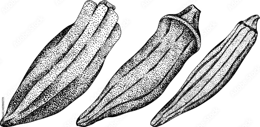 Hand drawn okra plants, Abelmoschus Esculentus. Vector engraving ...