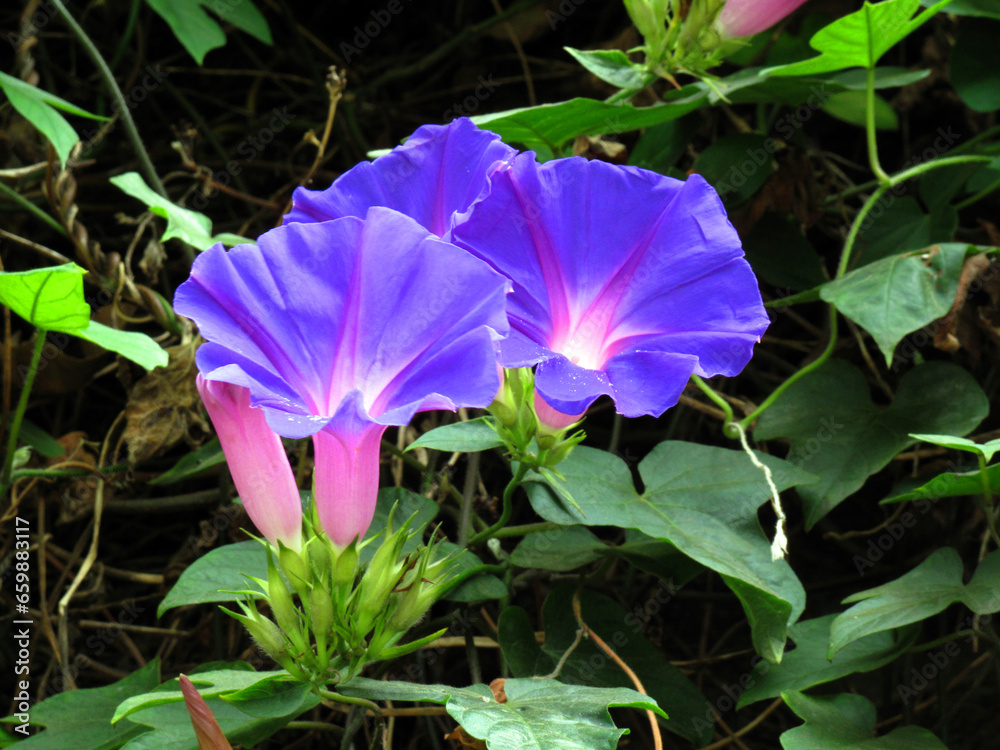The invasive plant blue morning glory (Ipomoea indica) in flower. It is ...
