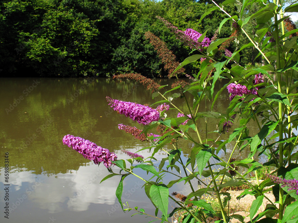 Flowers of the invasive plant summer lilac (Buddleja davidii), a ...