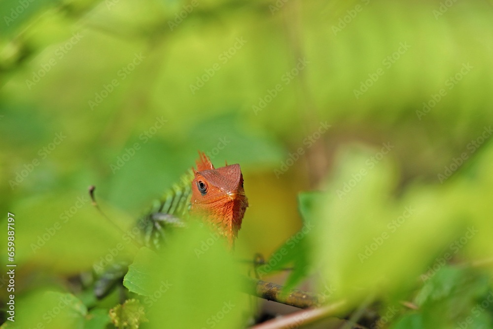Calotes calotes, the common green forest lizard, is an agamid lizard ...