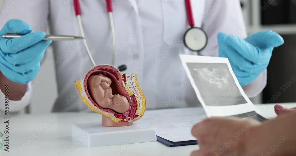 Gynecologist shows model of fetus and ultrasound scan of pregnancy to ...