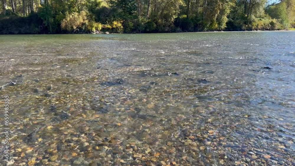 Pacific Northwest wild salmon spawning in shallow water of flowing ...