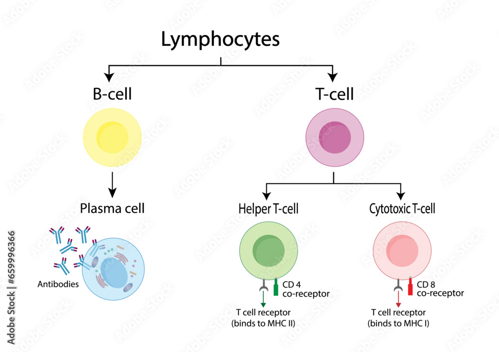 Types of Lymphocytes, adaptive immune system, cytotoxic and Helper t ...