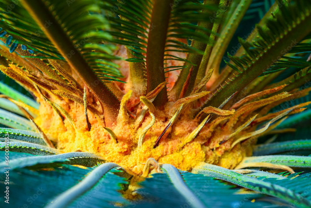 Cycas revoluta - female cycad plant blooms in the botanical garden ...