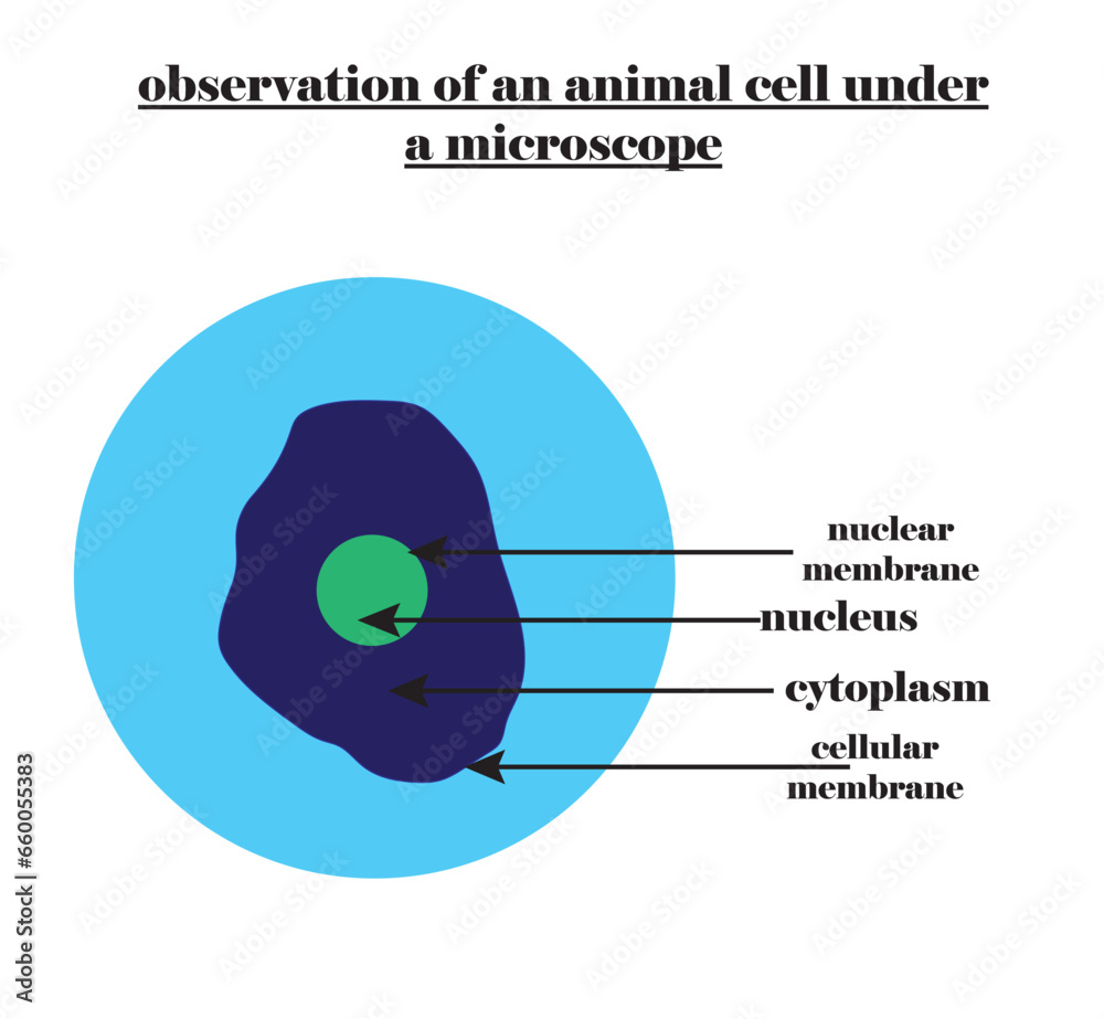 Observation of an animal cell under a microscope. Vector illustration ...