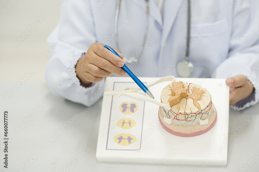Orthopedic surgeon showing anatomy model human spinal cord on white ...