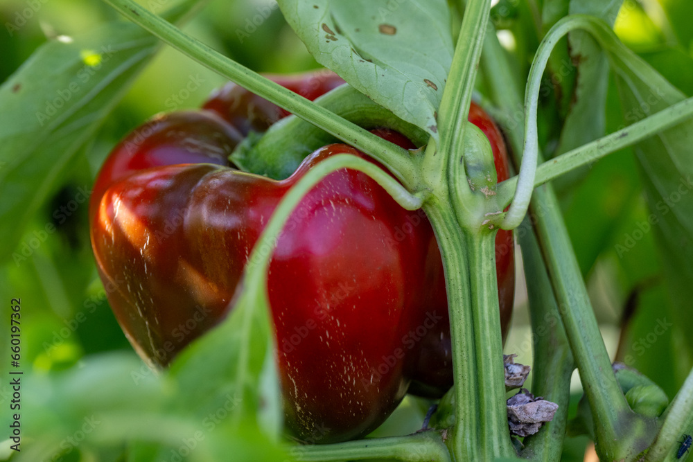 A single fiery red color hollow bulbous pepper growing on a lush green ...