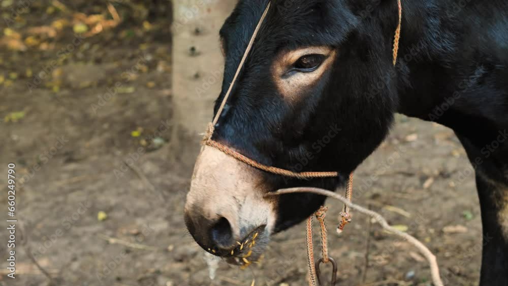 Close-up of the snout of a donkey chewing food. The donkey's mouth is ...