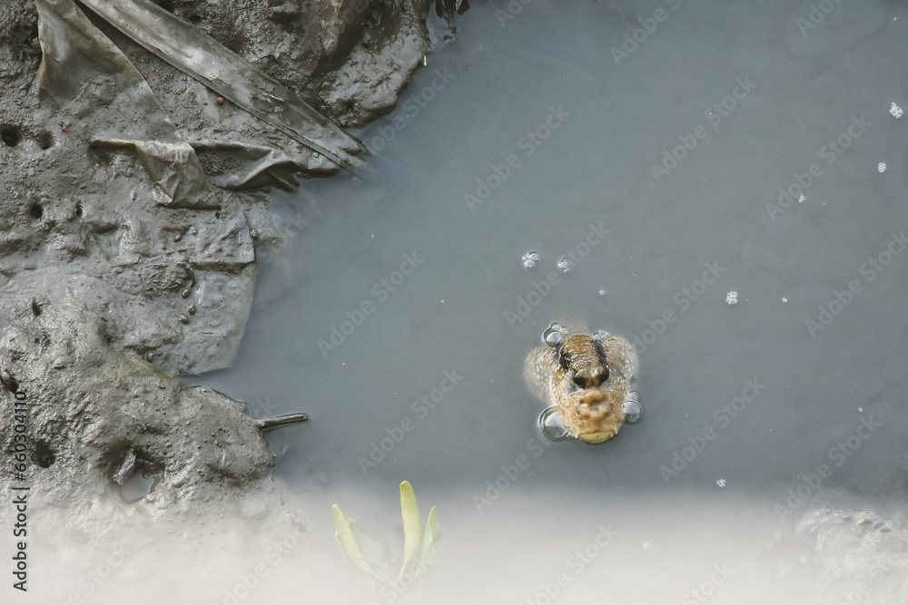 Mudskipper on mud in a serene mangrove swamp. Biodiverse ecosystem ...