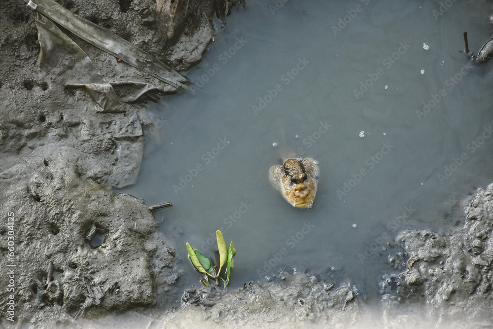 Mudskipper on mud in a serene mangrove swamp. Biodiverse ecosystem ...
