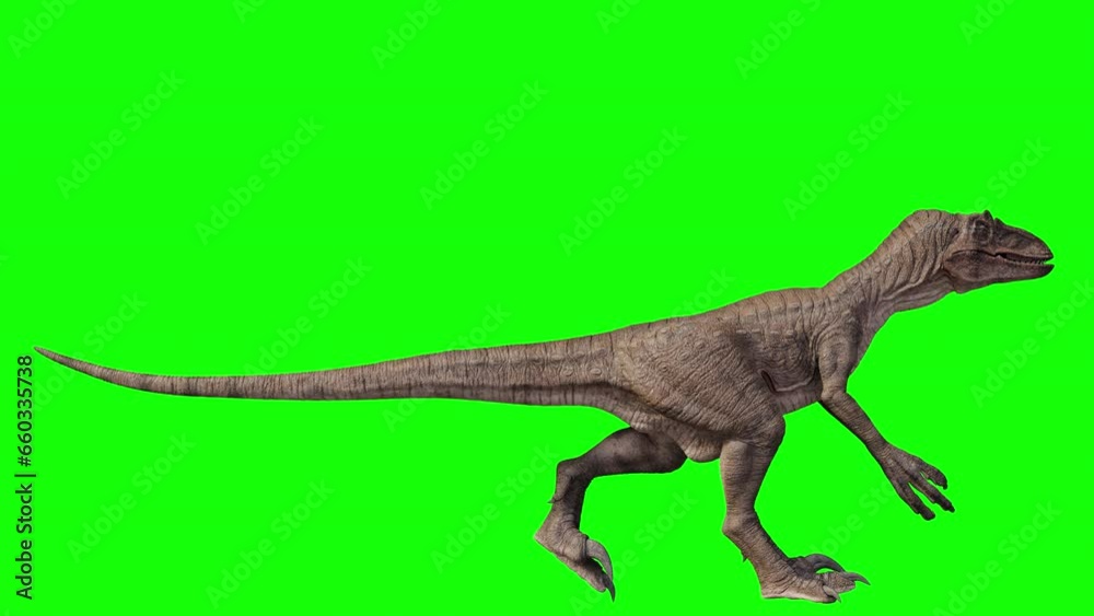 velociraptor walking. 3d animation of a velociraptor on a green ...