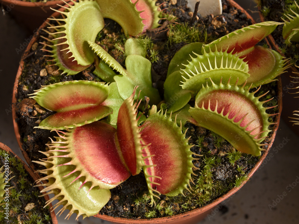 carnivorous plant Dionaea Muscipula, know as Venus flytrap. It catches ...