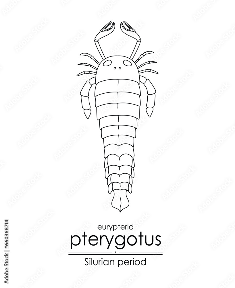 Pterygotus, a Silurian period eurypterid, a giant sea scorpion, black ...