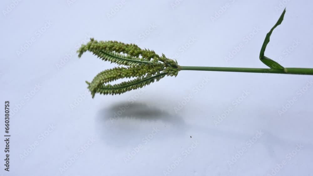 Eleusine coracana or finger millet. It is called Ragi and madua in ...