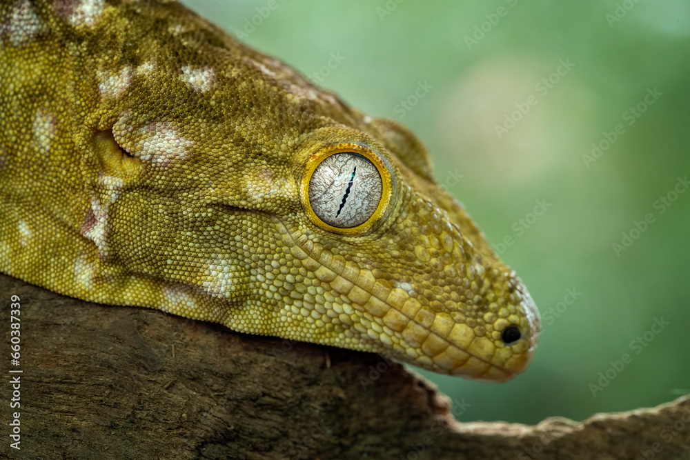 Leachie (Rhacodactylus leachianus) is the largest living species of ...