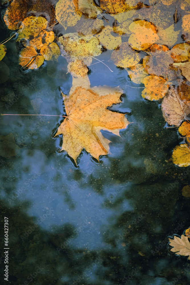 Autumn background. yellow fallen leaves in water close up, abstract natural backdrop. atmosphere ...