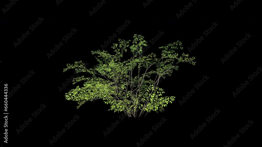 Vidéo Stock Beautiful growing deciduous bush animation with wind in ...