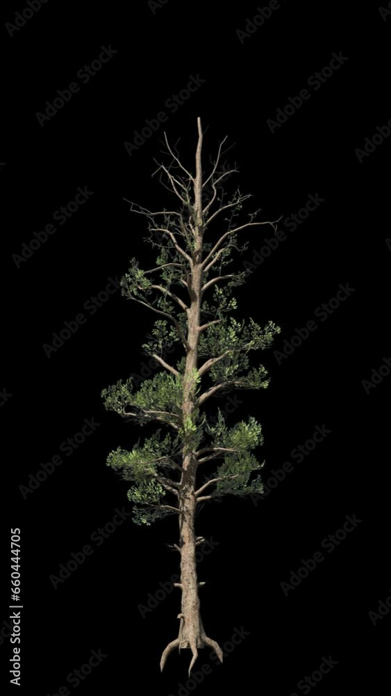 Beautiful evergreen confier tree animation in windy condition. 3D ...