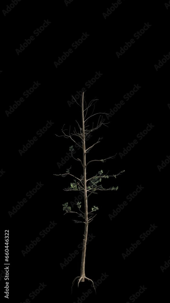 Beautiful evergreen confier tree animation in windy condition. 3D ...
