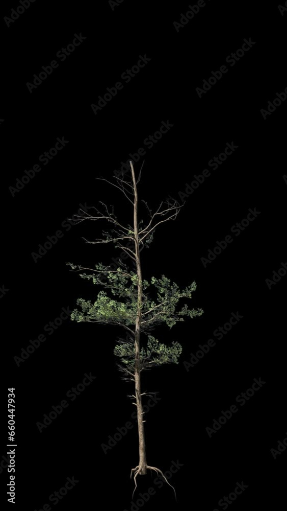 Beautiful evergreen confier tree animation in windy condition. 3D ...