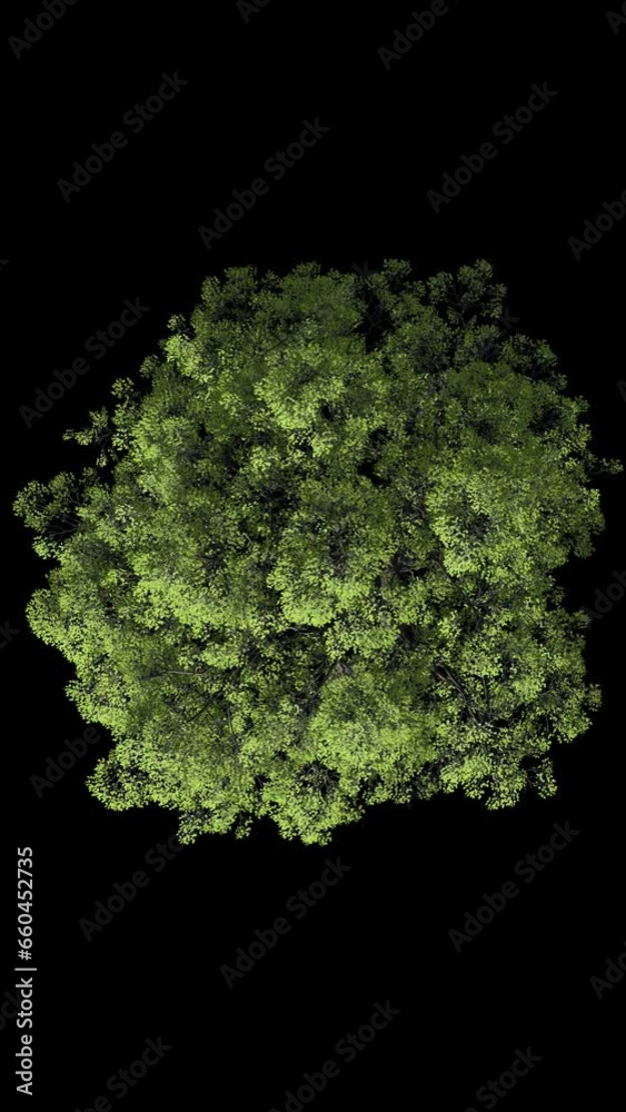 Beautiful Oak tree animation in windy condition in top view. 3D ...