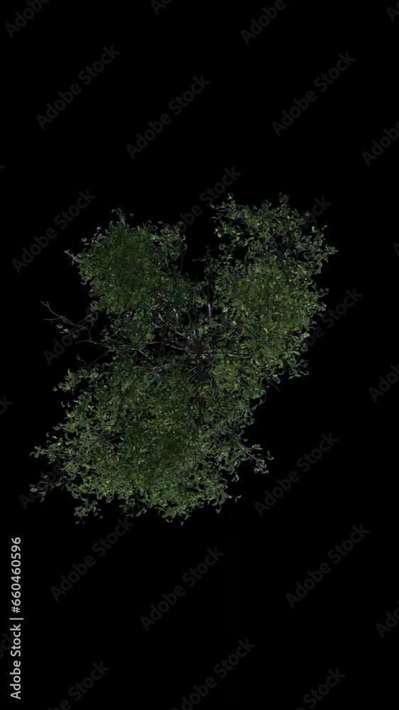Beautiful growing deciduous tree animation with wind in top view. 3D ...