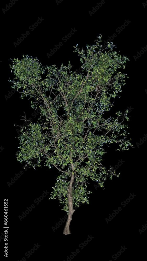 Beautiful growing deciduous tree animation with wind. 3D animated ...