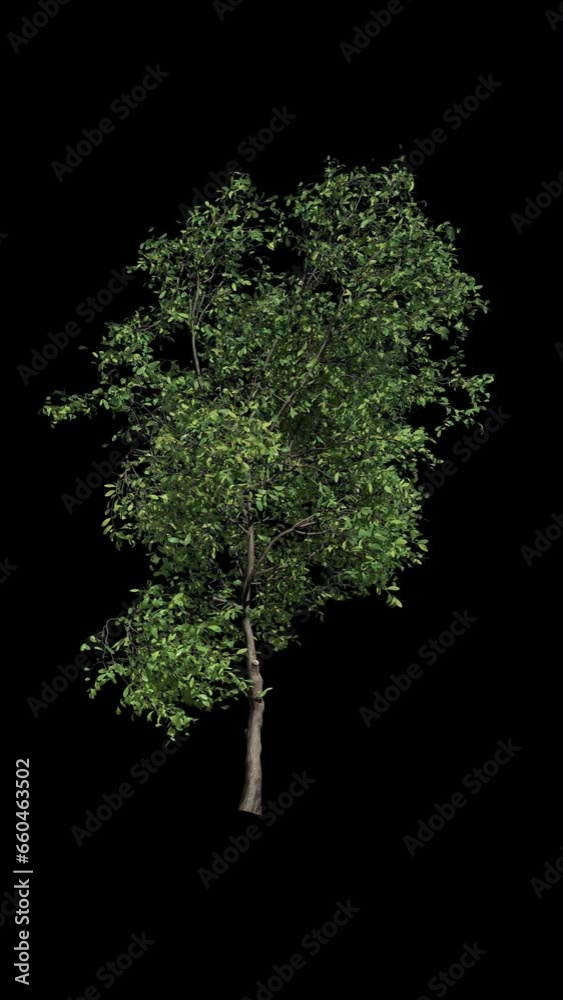 Beautiful tree animation in windy condition. 3D animated realistic tree ...