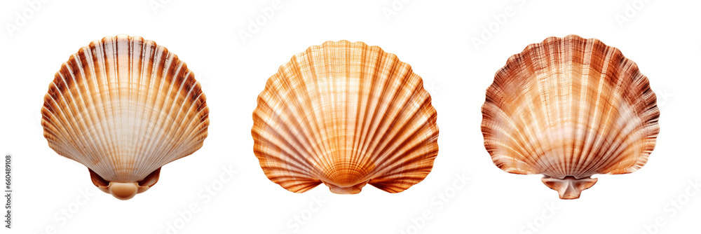 Collection of set Scallop shell isolated on transparent background. PNG ...