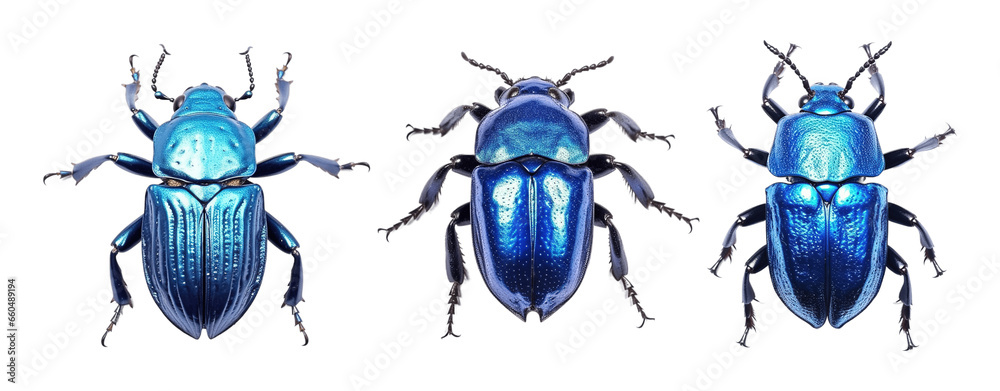 Collection of set Shiny blue beetle isolated on transparent background ...