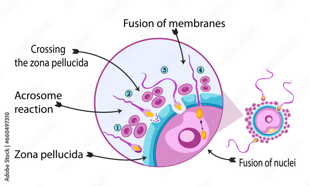 Fertilization process with step-by-step sperm egg and zygote rendering Cell Vector Design, 100% ...