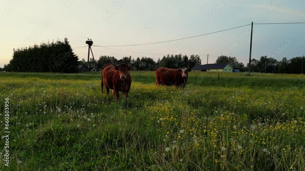 Stud Beef bulls and cows grazing on grass in a field with beautiful ...