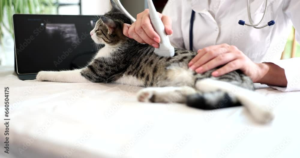 Veterinarian makes ultrasound of the abdominal cavity of gray cat in ...