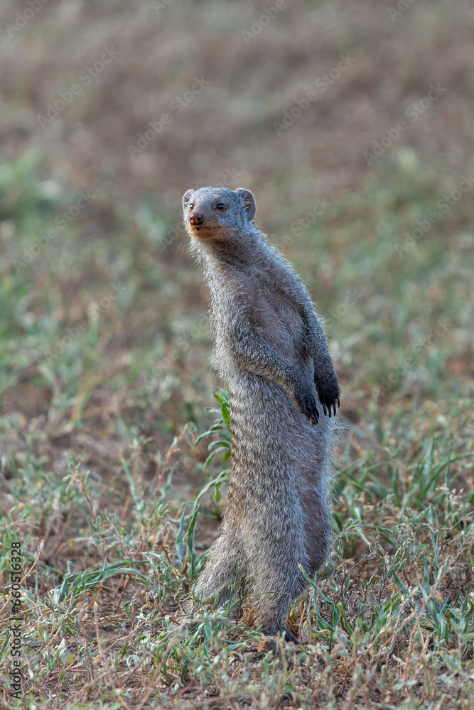 The banded mongoose (Mungos mungo) searching for food in Mashatu game ...