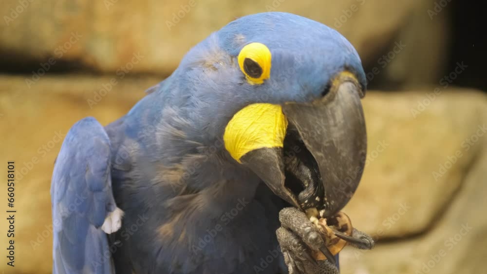 Macaw hyacinth bird of the homeland of Papugov. One of the largest ...