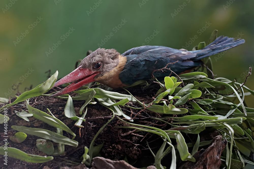 A stork-billed kingfisher was preying on a flat-tailed house-gecko on a ...