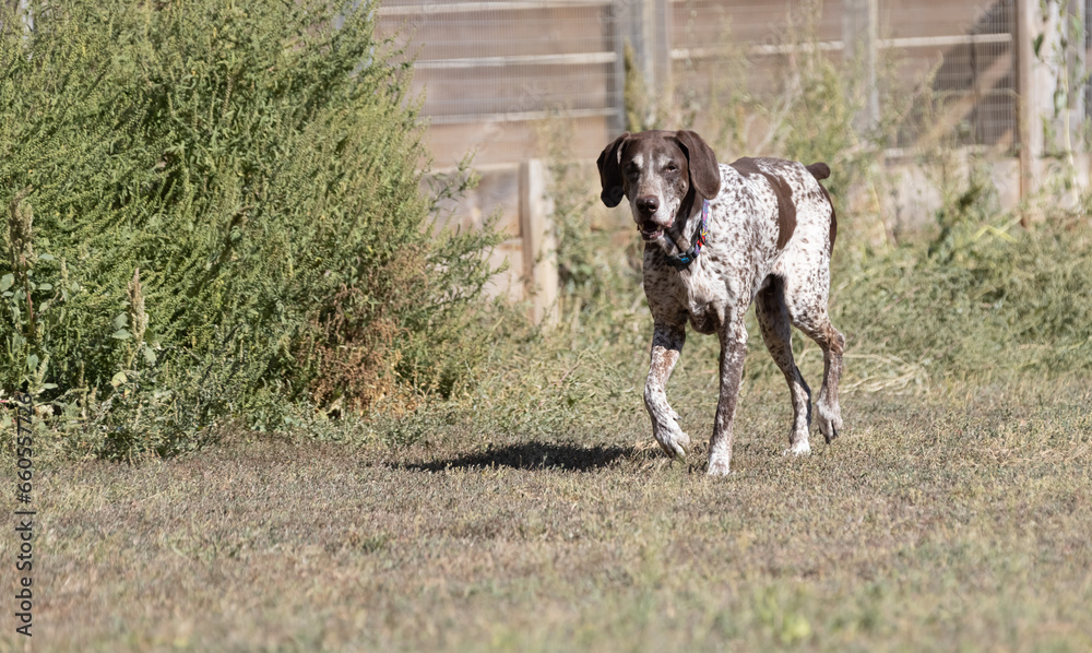 Beautiful portrait of a purebred hunting dog German Shorthaired Pointer ...