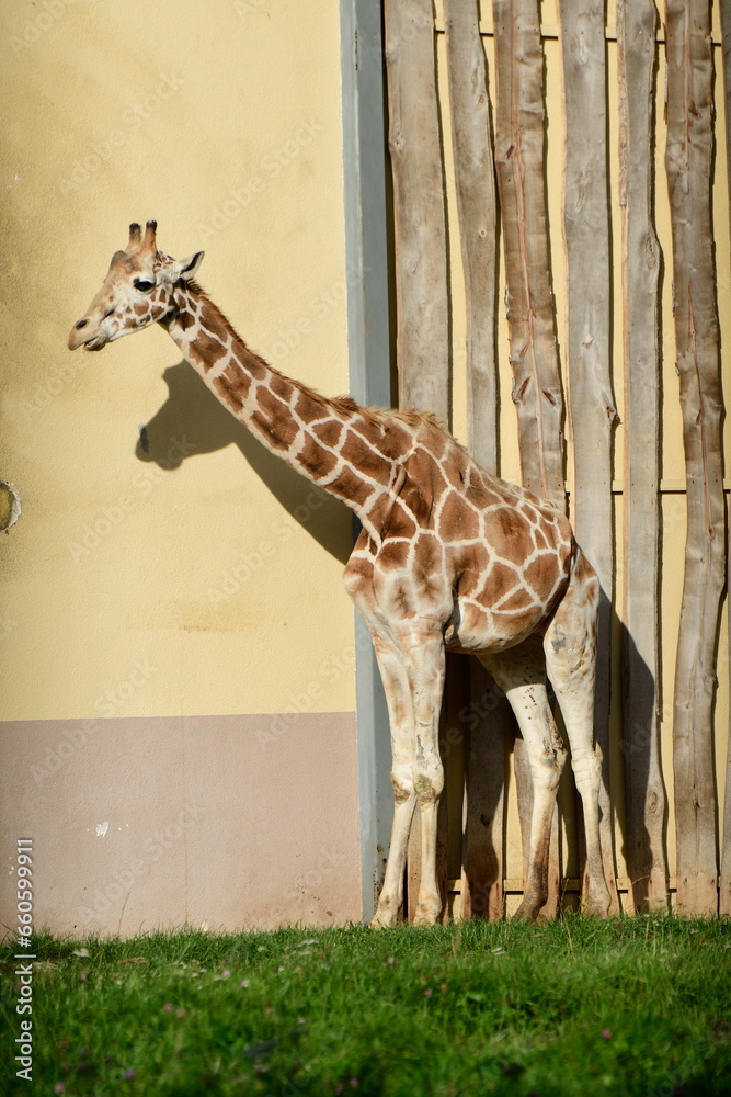 Animals - traditionally (since Aristotle) distinguished category of ...