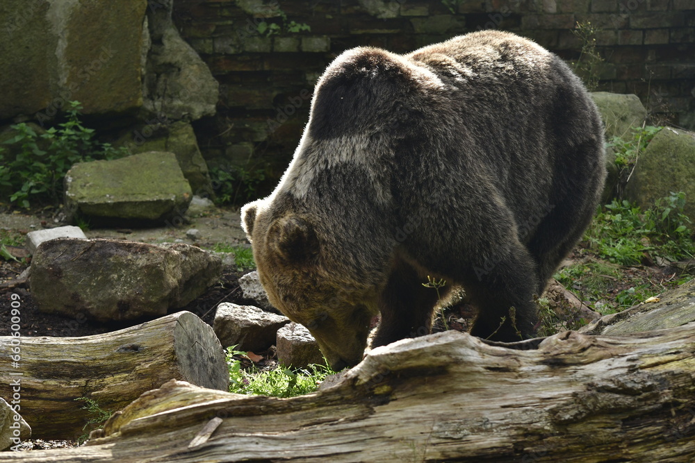 Animals - traditionally (since Aristotle) distinguished category of ...