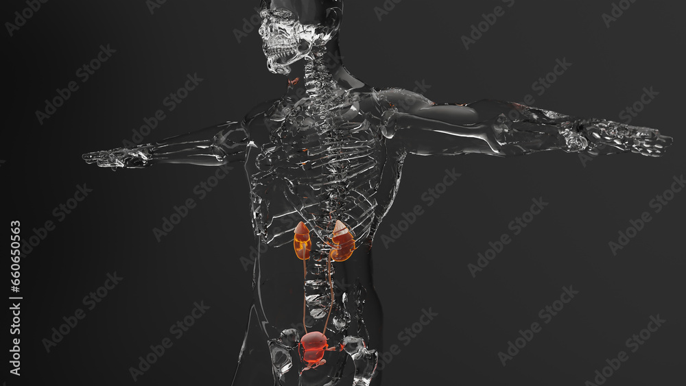 urinary system, detailed male bladder and Kidney anatomy, Urology ...