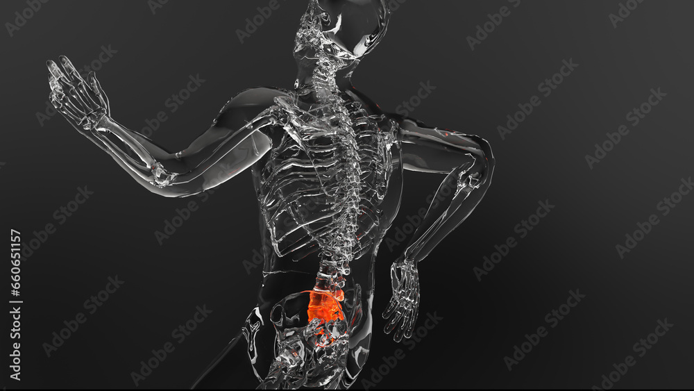 Man suffering Backbone pain, Human Skeleton Anatomy, spine injury ...