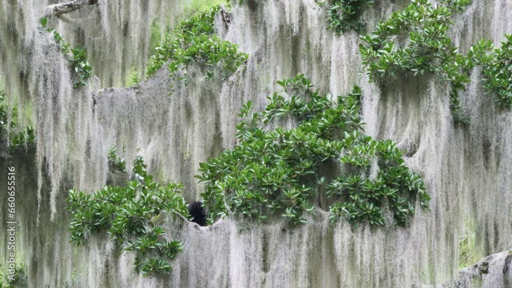 spectacled bear, Tremarctos ornatus, native to the forests of the ...