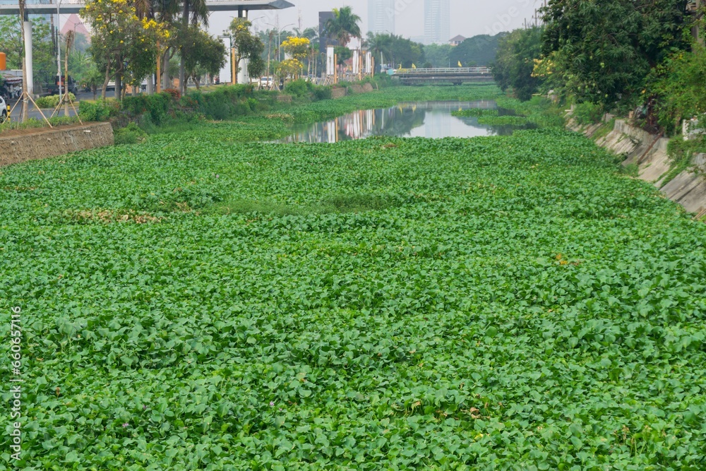 Water hyacinth is a hydrophyte plant that floats freely in freshwater ...