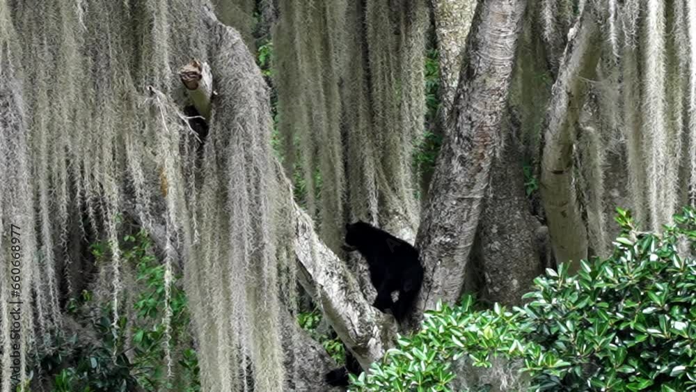 spectacled bear, Tremarctos ornatus, native to the forests of the ...