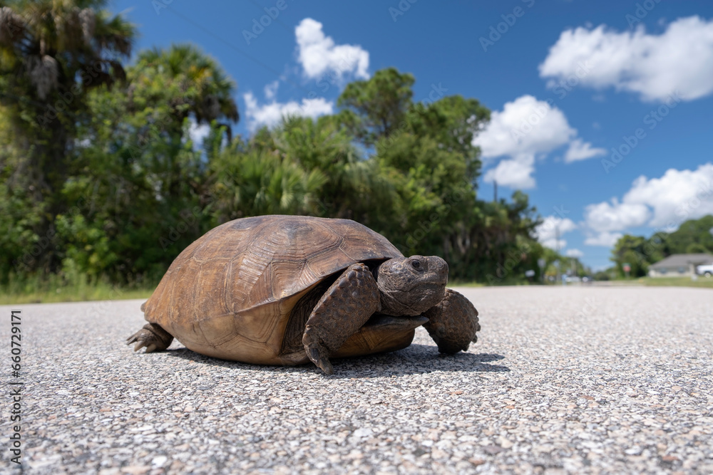 Endangered turtle walking on highway pavement. Wild Gopher Tortoise ...